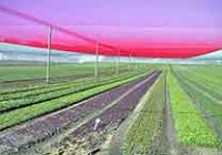 Protective Canopies & Netting for crops, stock, vehicles, water & predators